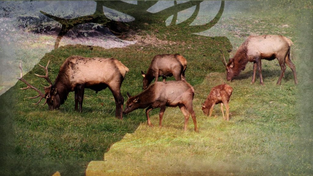 LiveElkCam | Keystone Elk Country Alliance