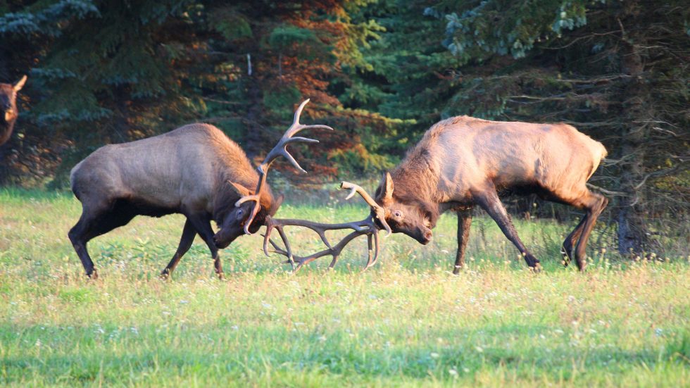 Keystone Elk Country Alliance | Experience Elk Country